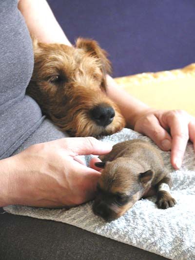 "Red Baron´s", Irish Terrier-Zucht in Wittmund (Niedersachsen) Snautz