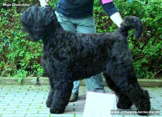 "Moja Druschina", Schwarzer Terrier-Zucht in Ketsch (Baden-Württemberg ...