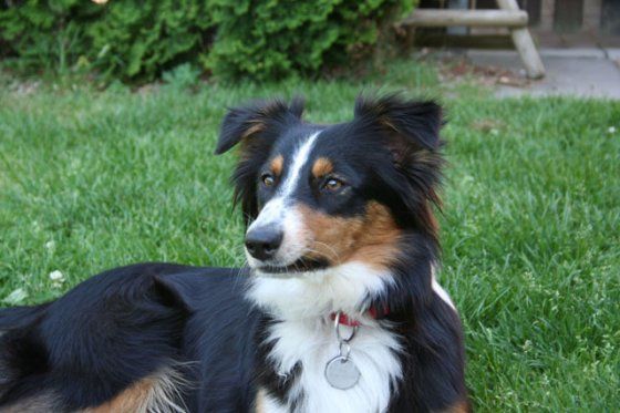 "Magic Sun", Australian Shepherd-Zucht in Bedburg-Hau (Nordrhein ...