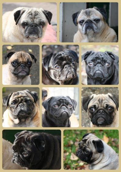 "Little Lions", Mops-Zucht in Lindlar (Nordrhein-Westfalen) Snautz