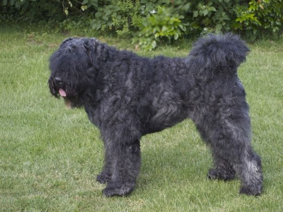 "von der Testerberge", Bouvier des Flandres-Zucht in Hünxe (Nordrhein ...