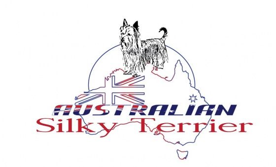 "Of Silky's Dream", Australian Silky Terrier-Zucht in Kulmbach (Bayern ...
