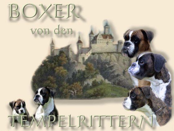 "von den Tempelrittern", Boxer-Zucht in Treuenbrietzen (Brandenburg) Snautz