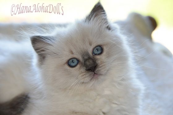 "Hana Aloha Doll's", Ragdoll-Zucht in Dortmund (Nordrhein-Westfalen) Snautz