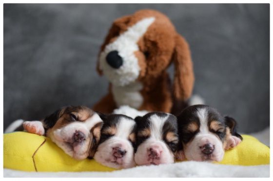 "Franjean", Beagle-Zucht in Bad Oldesloe (Schleswig-Holstein) Snautz