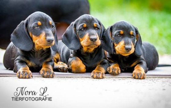 "von der Düsterbeck", Dackel-Zucht in Essen (Nordrhein-Westfalen) Snautz