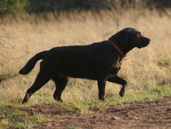 "of Magic", Labrador Retriever-Zucht in Babenhausen (Hessen) Snautz