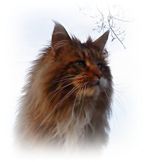 "of Moonlight Lion", Maine Coon-Zucht in Balge (Niedersachsen) Snautz