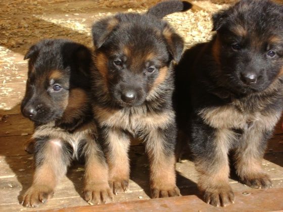 "Vom Röteltal", Deutscher Schäferhund-Zucht in Dörzbach (Baden ...