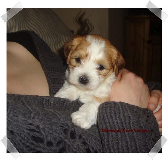 "Diamonds from Heaven", Havaneser-Zucht in Fredersdorf-Vogelsdorf ...