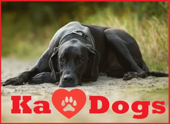 Ka-Dogs in Oberkrämer (Brandenburg) Snautz