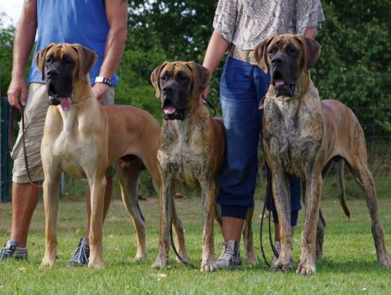 "von der Horst", Deutsche Dogge-Zucht in Kirchlengern (Nordrhein ...