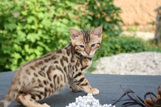 Ab Ende Mai ( je nach Entwicklung) dürfen unsere Kitten in Finne ...