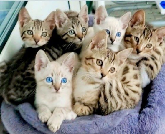 Ragdoll ,bkh,Bengal Kitten geb 10.03 2022 UNSERE LETZE in Mettmann ...