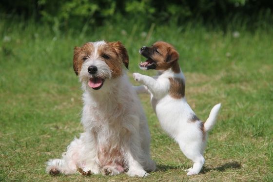 "Jack-Tonic", Jack Russell Terrier-Zucht in Schafstedt (Schleswig ...