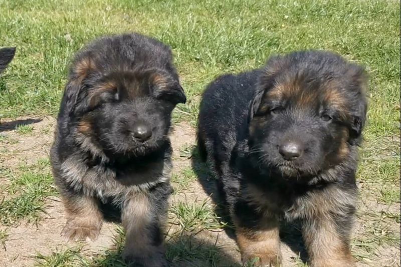 DSH Schäferhund Welpen - 2 süsse Hündinnen sind noch zu vermitteln in ...