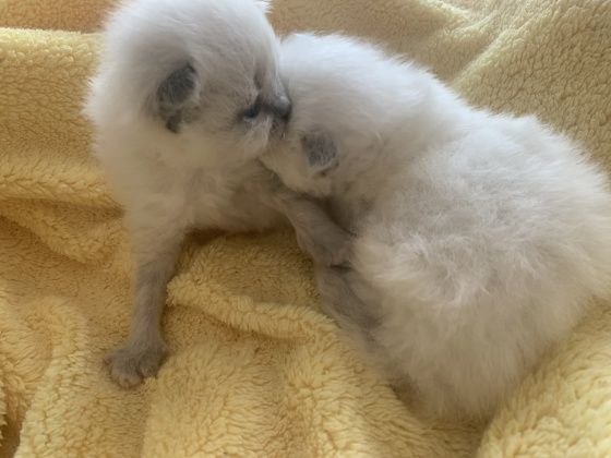 Zwei wunderschöne Heilige Birma Babys suchen ein in Bamberg (Bayern ...