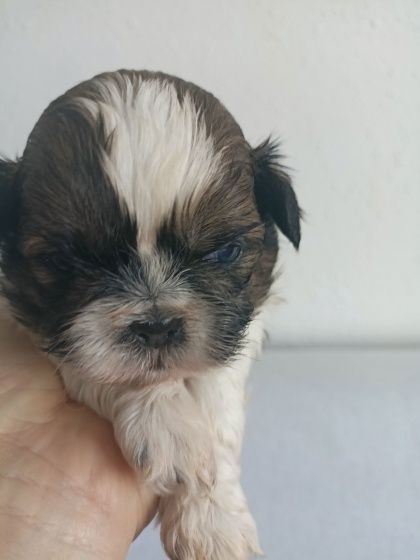 Shi tzu-puppies of TRI color with pedigree[Poland]. in Wilkowiecko ...