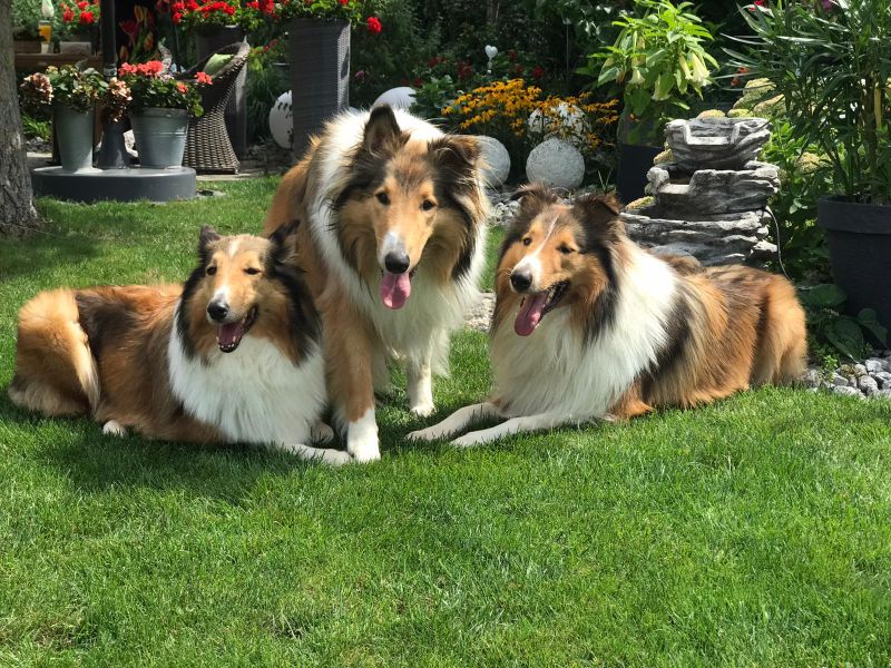 Langhaarcollie-Welpen in tricolor und dark-sable, suchen neues Zuhause ...