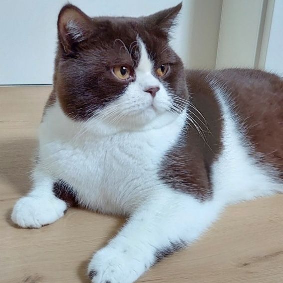 BKH Britisch Kurzhaar Kater mit Stammbaum! in Aalen (Baden-Württemberg ...