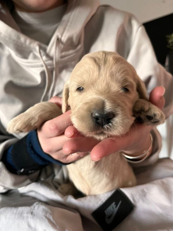 Wir züchten Goldendoodles in traumhaften Farben in Tutzing (Bayern ...