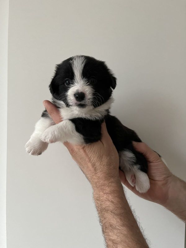 Corgi/ Toy Pudel Welpen in Duisburg (Nordrhein-Westfalen) Snautz