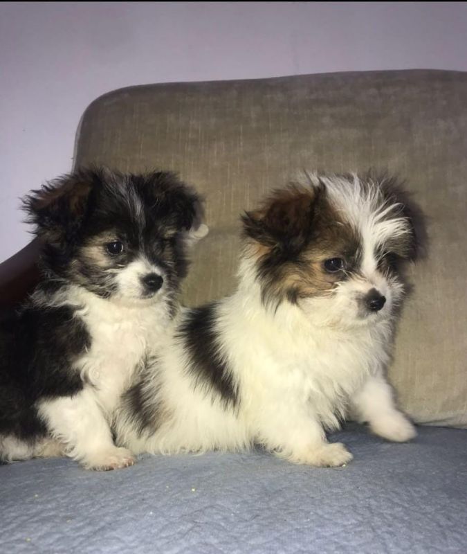 Bichon Frisé - Spitz - Welpen / Mischlingswelpen in Anröchte (Nordrhein ...