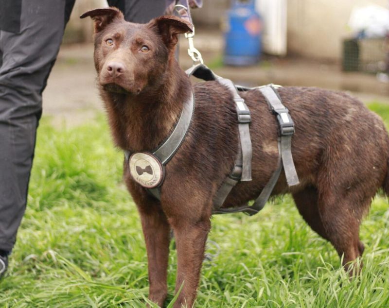 Die hübsche Coco sucht ein Zuhause in Busag (Maramureș) // Snautz.de