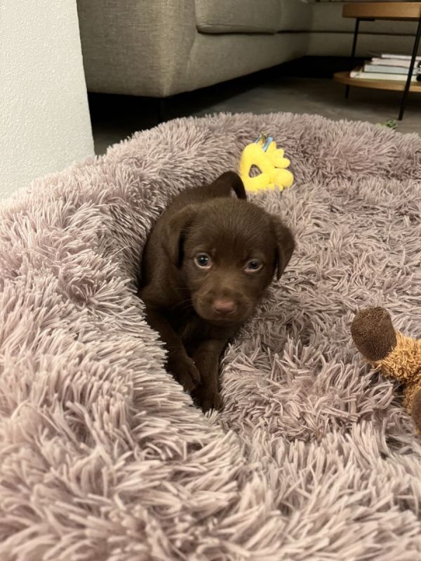 Labrador Mädchen schokobraun in Memmingen (Bayern) // Snautz.de