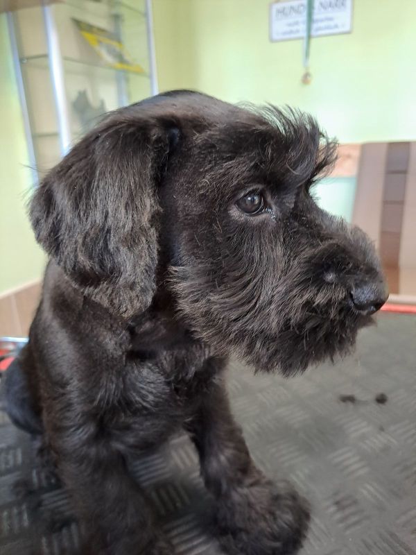 Schnauzer / Mittelschnauzer/Welpen / schwarz in Dessau-Roßlau (Sachsen ...