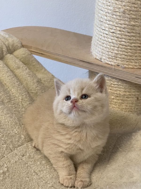 BKH Kitten in der Farbe Creme, reinrassige mit Stammbaum in Dortmund ...