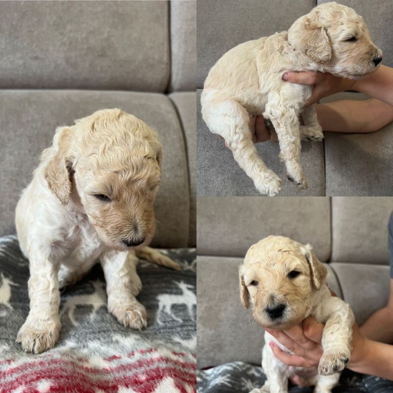 Labradoodle multigenerational F4 welpen in Kromeriz (Zliner Region ...