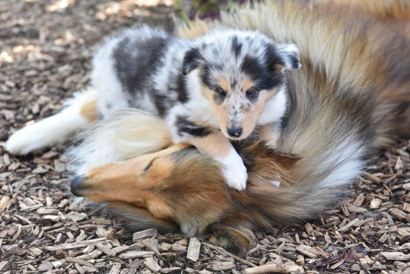 Collie Welpen in tricolour oder blue-merle aus VDH Zucht in Senden ...