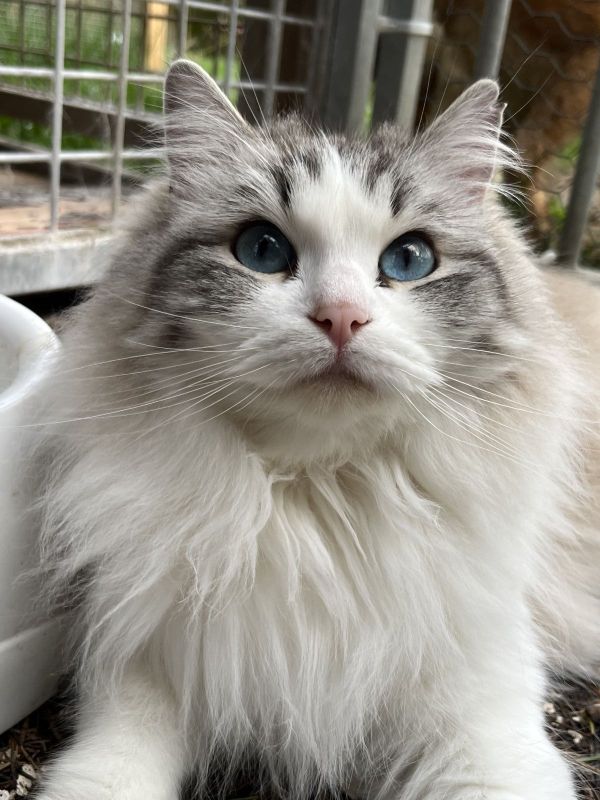 "Satinova Ragdolls", Ragdoll-Zucht in Geroldshausen (Bayern) Snautz