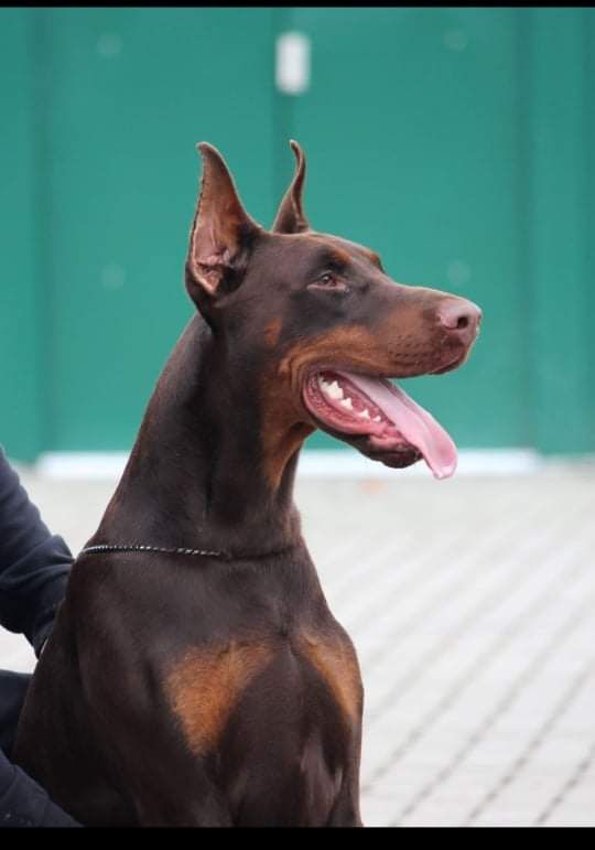 "La Curiosa kennel in Ungarn", Dobermann-Zucht in Kiskunhalas (Bacs-Kiskun) Snautz