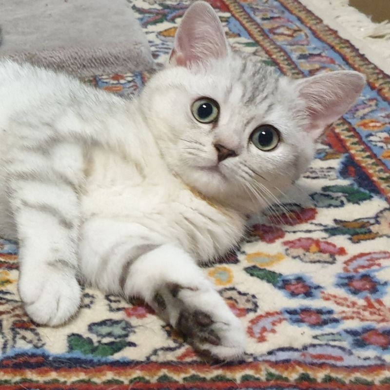 Zwei zum verlieben BKH Kitten tabby classic und black golden shadet in ...