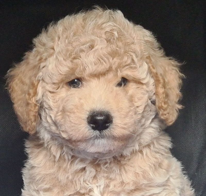 Mini Lagotto Doodle Welpen in Gelsenkirchen (Nordrhein-Westfalen) Snautz