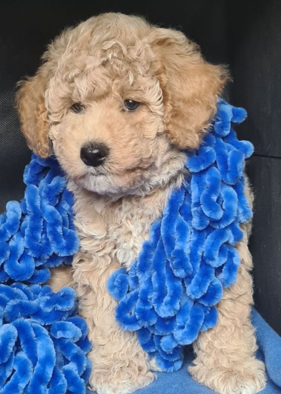 Mini Lagotto Doodle Welpen in Gelsenkirchen (Nordrhein-Westfalen) Snautz