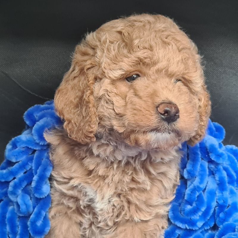 Mini Lagotto Doodle Welpen in Gelsenkirchen (Nordrhein-Westfalen) Snautz