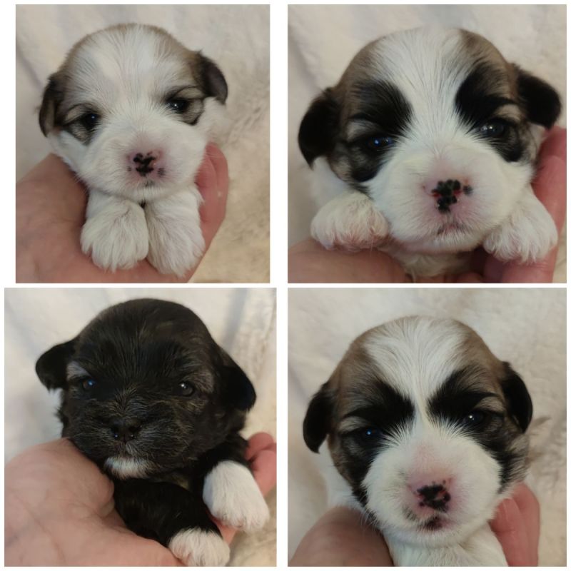 Biewer Yorkshire Terrier Bichon Frise Edelverpaarung Welpen Biyok wie ...