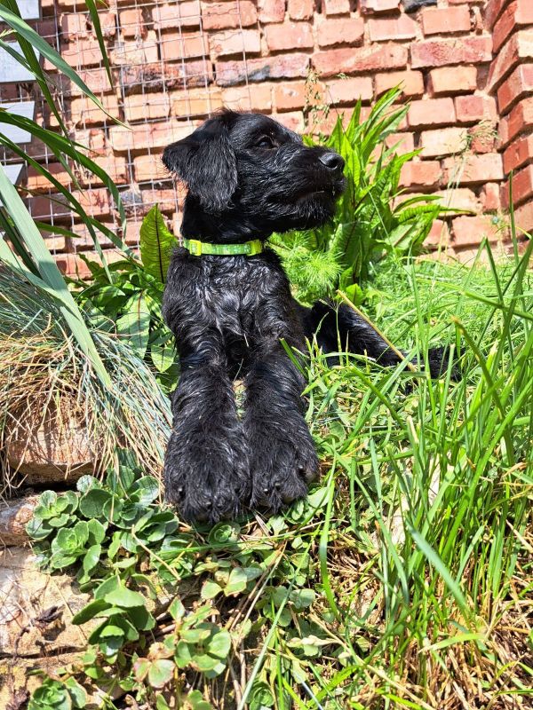 Großpudel + Rhodesian Ridgeback Junghunde in Kehmstedt (Thüringen ...