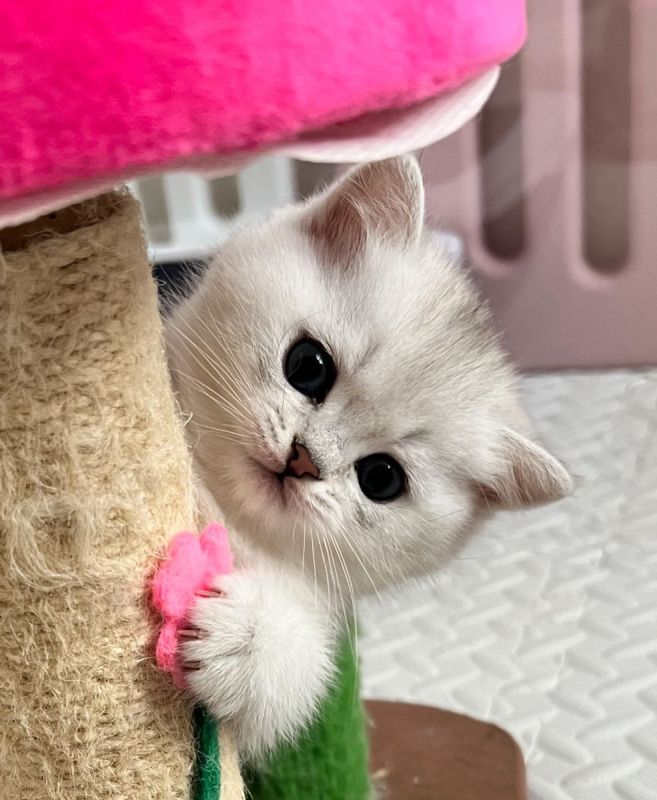 BKH Kitten mit exzellentem Stammbaum Silver Shaded in Pliening (Bayern ...