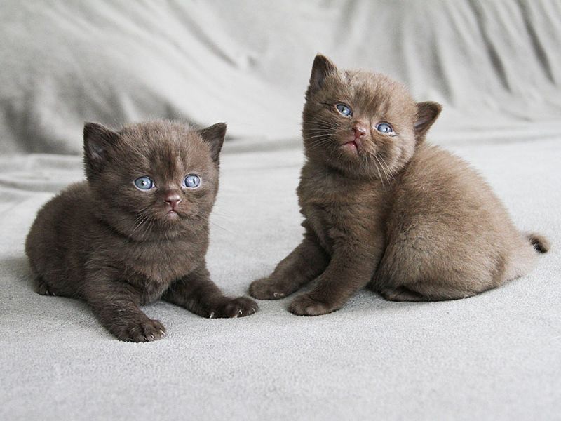 "BKH of Grey Castle", Britisch Kurzhaar-Zucht in Kronshagen (Schleswig ...