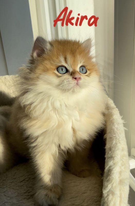 BLH kitten mit Stammbaum sucht ein neues Zuhause in Schorndorf (Baden ...