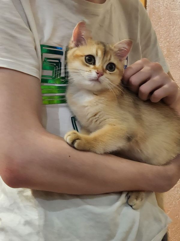 Reinrassige BKH Golden Black Shaded in Essen (Nordrhein-Westfalen ...