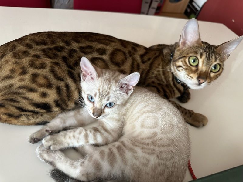 Bengalkitten Weiß Weibchen in München (Bayern) // Snautz.de