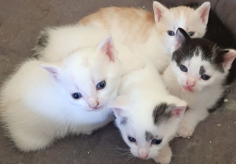 4 süße Babykatzen suchen ihr Traumzuhause in Bad Sooden-Allendorf ...