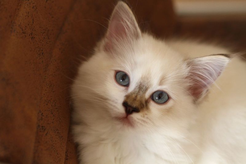 3 wundervolle Ragdollkitten suchen noch ihre Famile für immer (mit ...