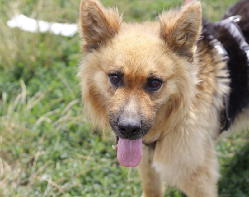 Der hübsche Reza wartet auf sein Zuhause in Busag (Maramureș) // Snautz.de
