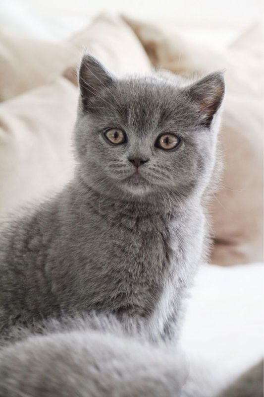 Wunderschöne BKH Kitten in der Farbe Blue & Lilac in Plochingen (Baden ...